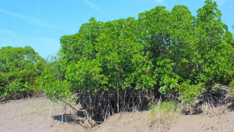 Gallery of The Sundarban with all Flora and Fauna