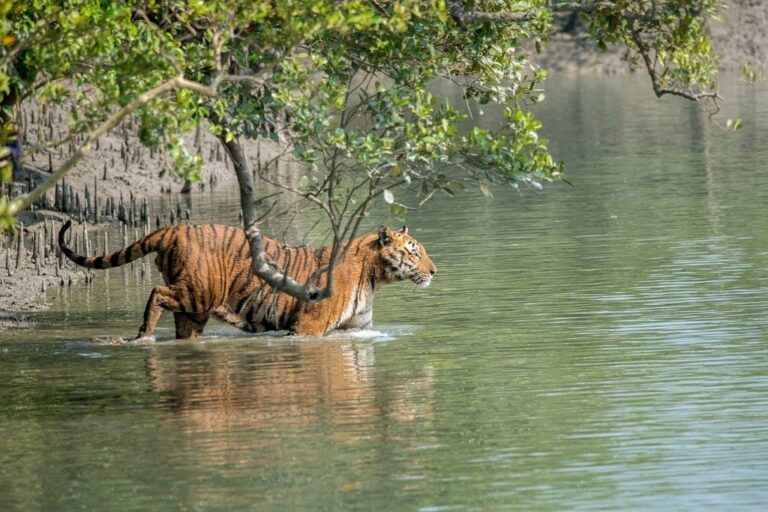 Travel Destination Sundarban : Mysteries of the Mangroves
