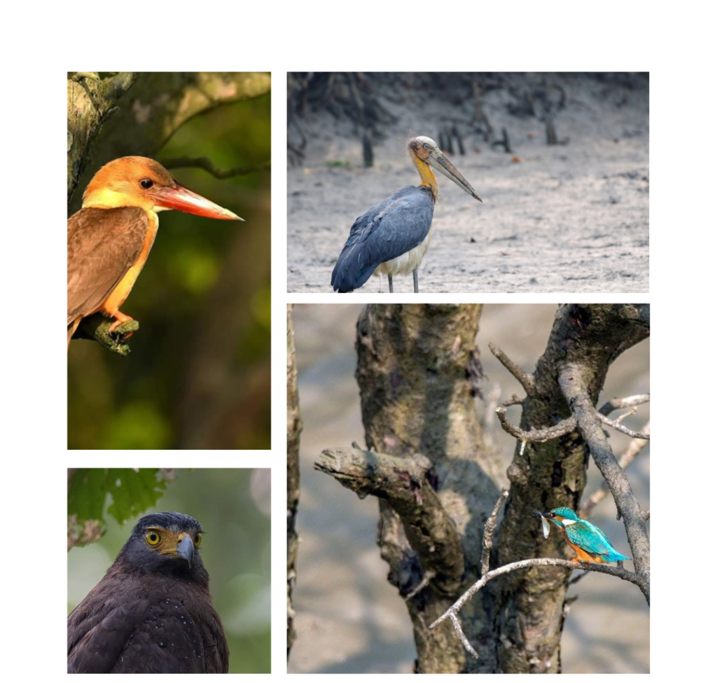 Sundarban Birdwatching Tourism: A Thrilling Adventure