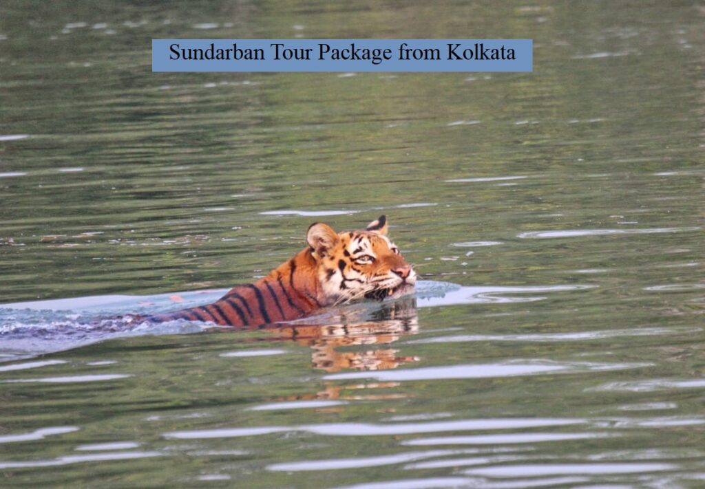 Sundarban Tour Package from Kolkata : 8 Clues to Call It Best